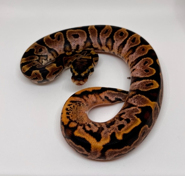 Calico Het Monsoon Male Ball Python by Dave Green Reptiles - MorphMarket
