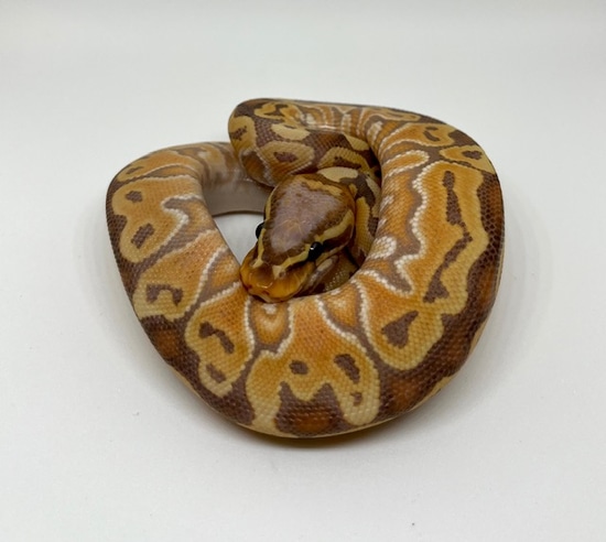 Banana Special Het Monsoon Female Ball Python by Dave Green Reptiles