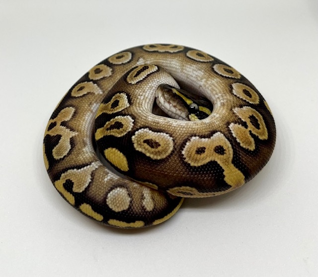 Calico Mojave Het Monsoon Female Ball Python by Dave Green Reptiles ...