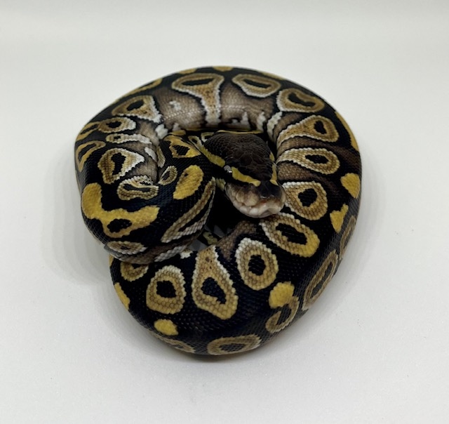 Mojave Het Monsoon Male Ball Python by Dave Green Reptiles - MorphMarket
