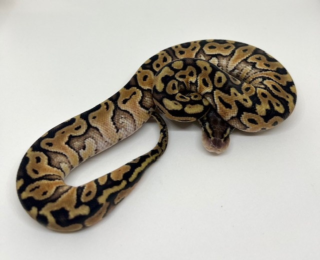Pastel Special Het Monsoon Female Ball Python by Dave Green Reptiles ...