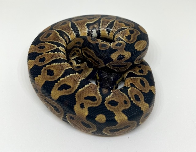 Het Monsoon Male Ball Python by Dave Green Reptiles - MorphMarket