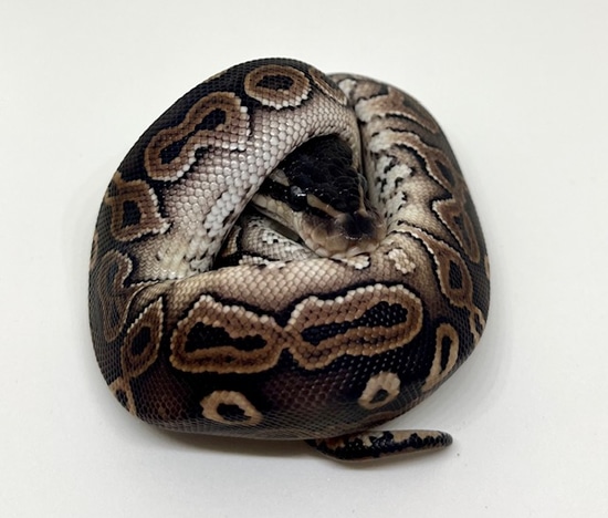 Cinnamon Special Het Monsoon Male Ball Python by Dave Green Reptiles