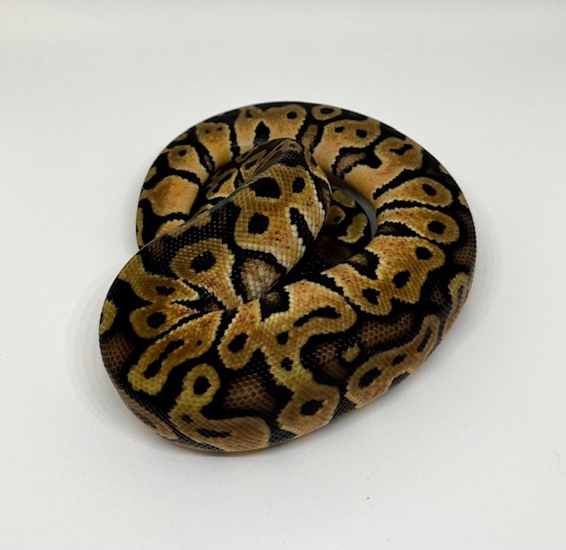 Pastel Het Monsoon Male Ball Python by Dave Green Reptiles - MorphMarket