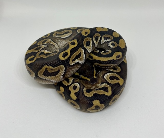 Mojave Het Monsoon Male Ball Python by Dave Green Reptiles - MorphMarket