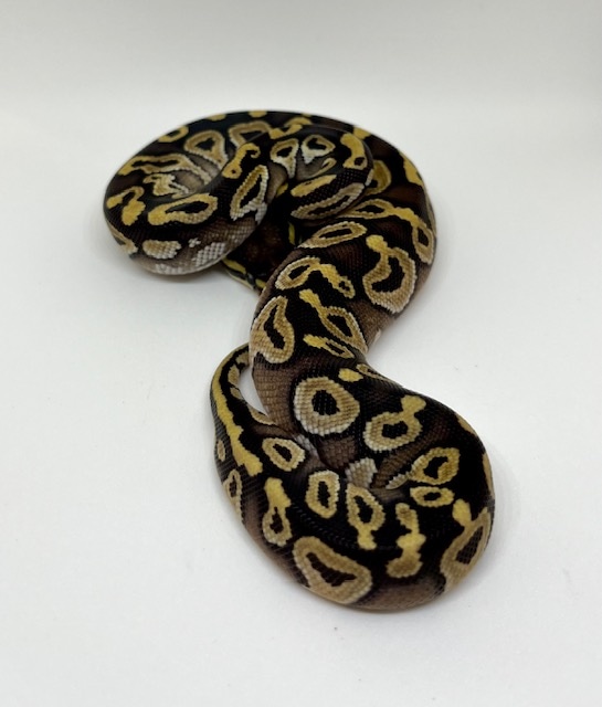 Mojave Het Monsoon Female Ball Python by Dave Green Reptiles - MorphMarket