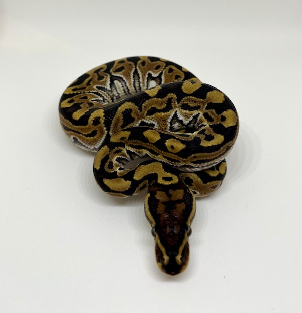 Special Het Monsoon Female Ball Python by Dave Green Reptiles - MorphMarket