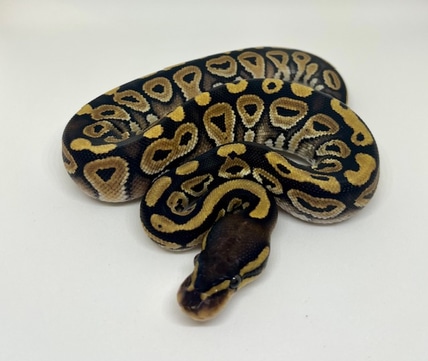 Mojave Monsoon Male Ball Python by Dave Green Reptiles - MorphMarket
