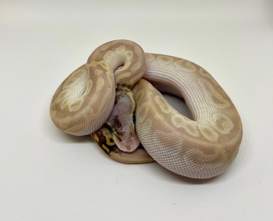 Pastel Crystal Het Monsoon Male Ball Python by Dave Green Reptiles