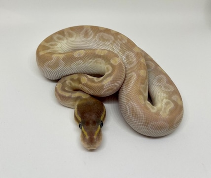 Mojave Monsoon Male Ball Python by Dave Green Reptiles - MorphMarket