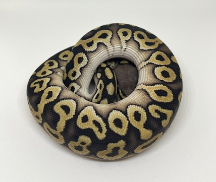 Mojave Monsoon Male Ball Python by Dave Green Reptiles - MorphMarket