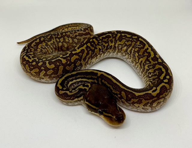 Mojave Monsoon Male Ball Python by Dave Green Reptiles - MorphMarket