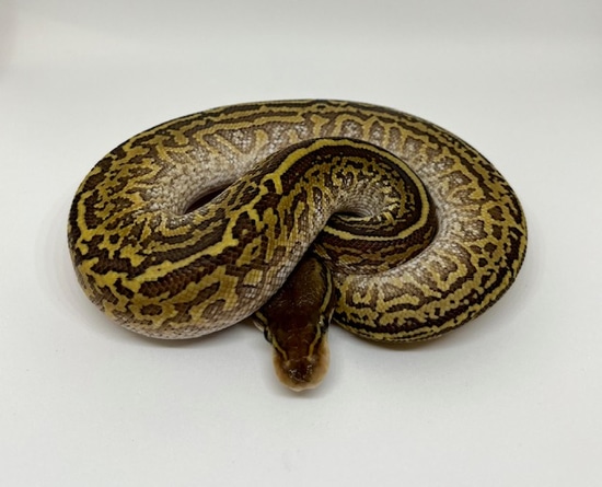 Lesser Monsoon Female Ball Python by Dave Green Reptiles