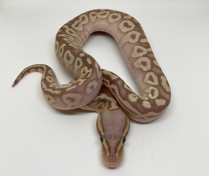 Mojave Monsoon Male Ball Python by Dave Green Reptiles - MorphMarket