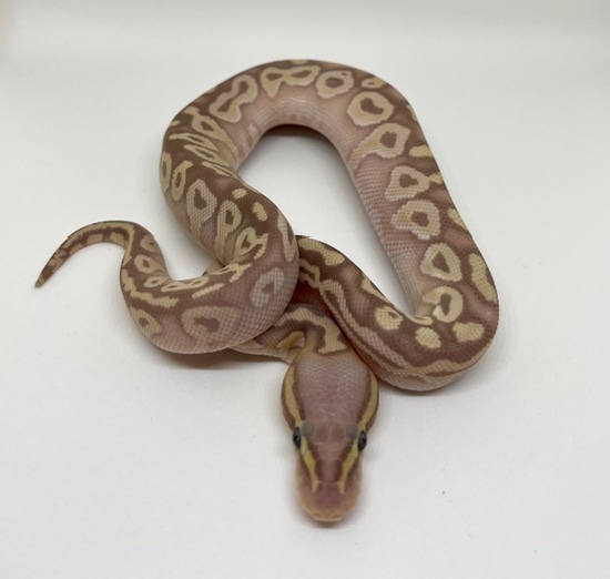 Banana Mojave Het Monsoon Female Ball Python by Dave Green Reptiles