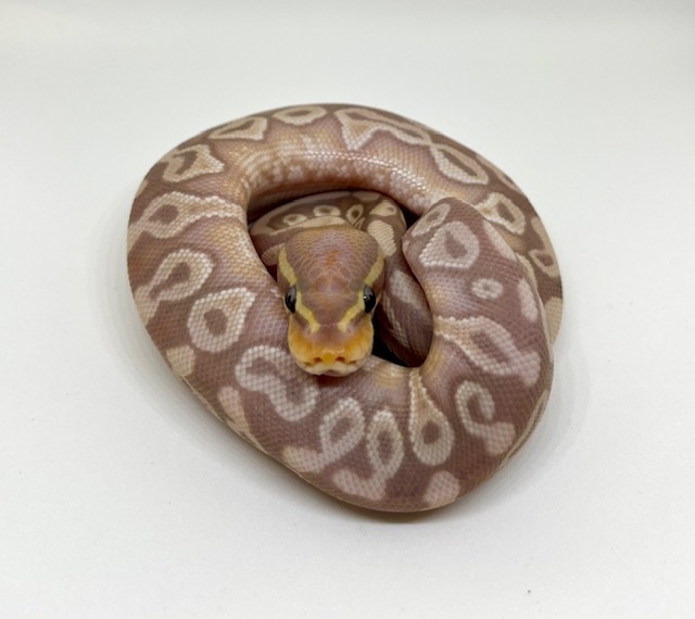 Banana Mojave Het Monsoon Male Ball Python by Dave Green Reptiles ...