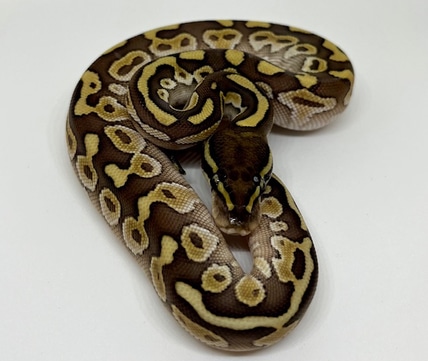Banana Monsoon Male Ball Python by Dave Green Reptiles - MorphMarket