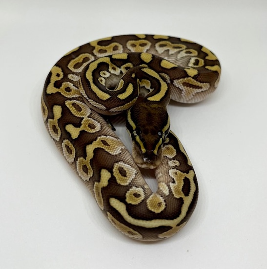 Lesser Het Monsoon Female Ball Python by Dave Green Reptiles