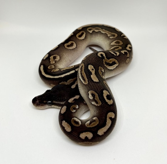 Cinnamon Mojave Het Monsoon Female Ball Python by Dave Green Reptiles