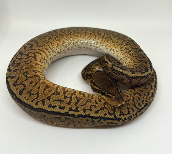 Monsoon Female Ball Python by Dave Green Reptiles