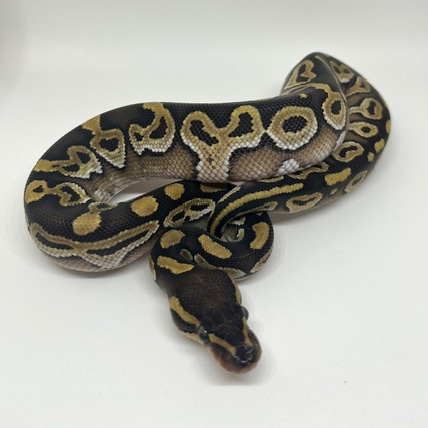 Mojave Monsoon Male Ball Python by Dave Green Reptiles - MorphMarket