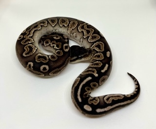 Cinnamon Special Het Monsoon Male Ball Python by Dave Green Reptiles ...
