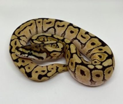 Mojave Monsoon Male Ball Python by Dave Green Reptiles - MorphMarket