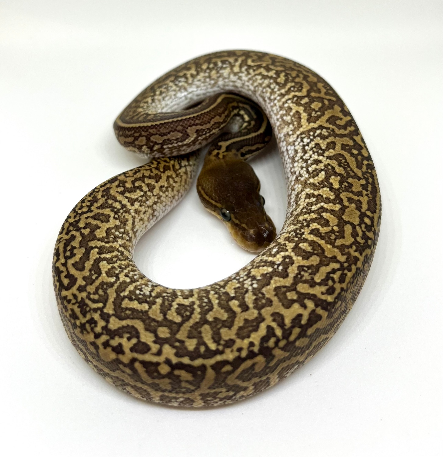 Mojave Monsoon Male Ball Python by Dave Green Reptiles - MorphMarket