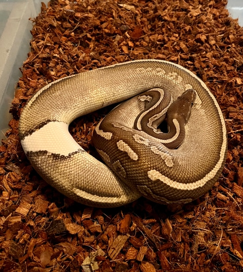 Cinnamon Mojave Double Het Monsoon/Pied Male Ball Python by Dave Green ...