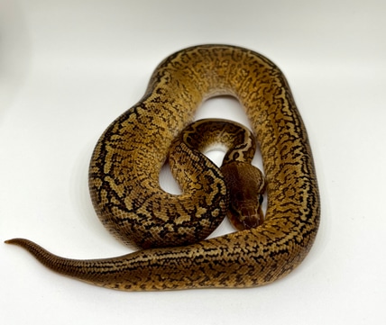 Cinnamon Special Het Monsoon Male Ball Python by Dave Green Reptiles ...