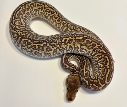 Banana Monsoon Male Ball Python by Dave Green Reptiles - MorphMarket