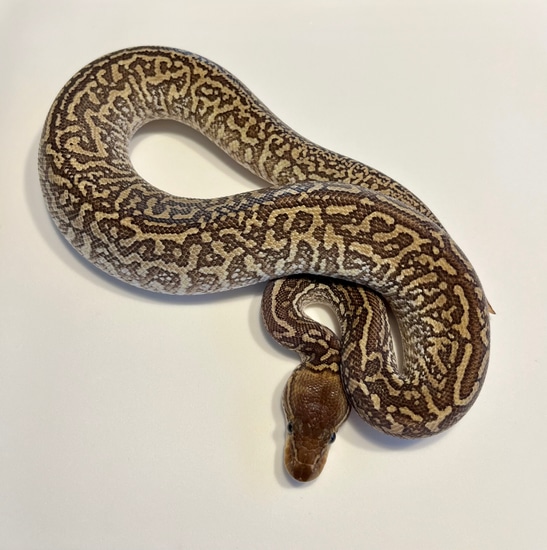 Mojave Monsoon Male Ball Python by Dave Green Reptiles