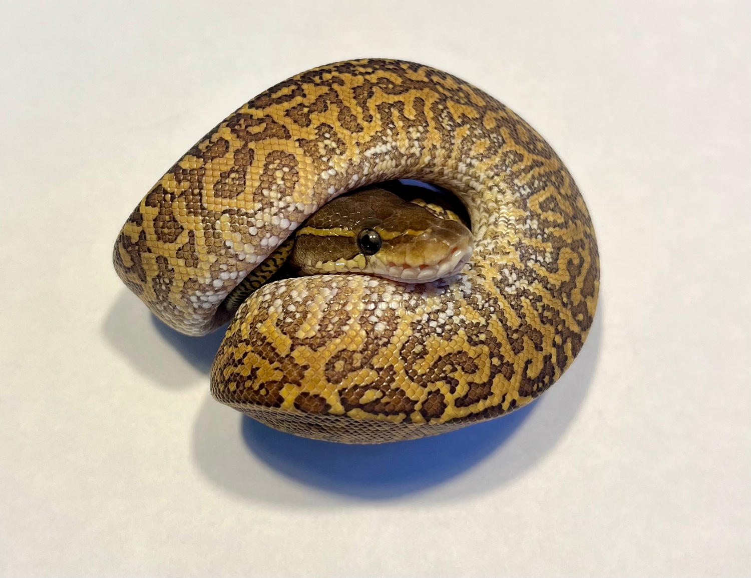 Mojave Monsoon Male Ball Python by Dave Green Reptiles - MorphMarket