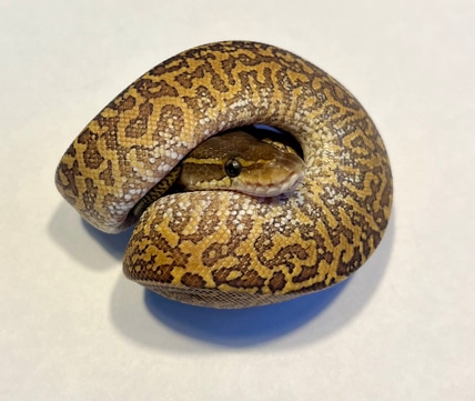Cinnamon Special Het Monsoon Male Ball Python by Dave Green Reptiles ...