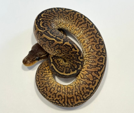 Mojave Monsoon Male Ball Python by Dave Green Reptiles - MorphMarket