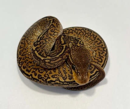Monsoon Male Ball Python by Dave Green Reptiles - MorphMarket