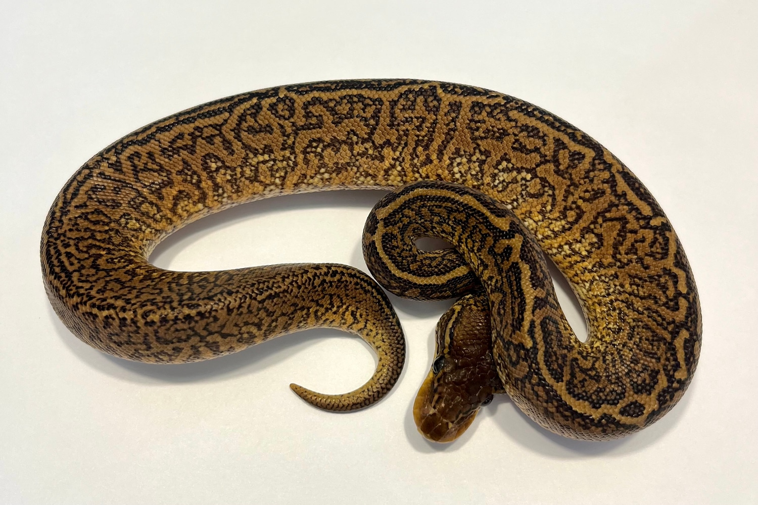 Monsoon Female Ball Python by Dave Green Reptiles - MorphMarket