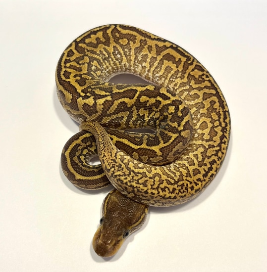 Mojave Monsoon Female Ball Python by Dave Green Reptiles