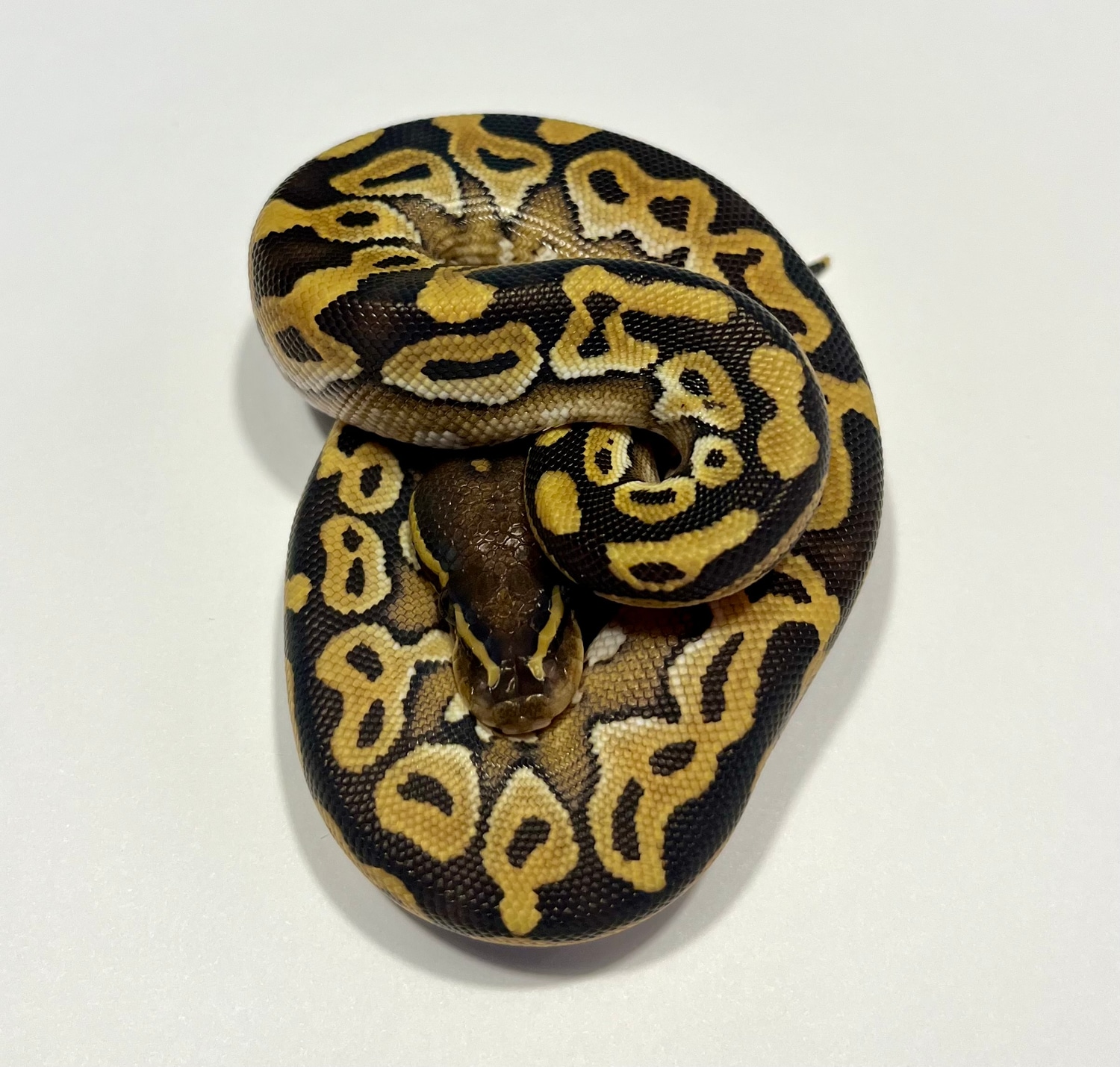 Mojave Het Monsoon Male Ball Python by Dave Green Reptiles - MorphMarket