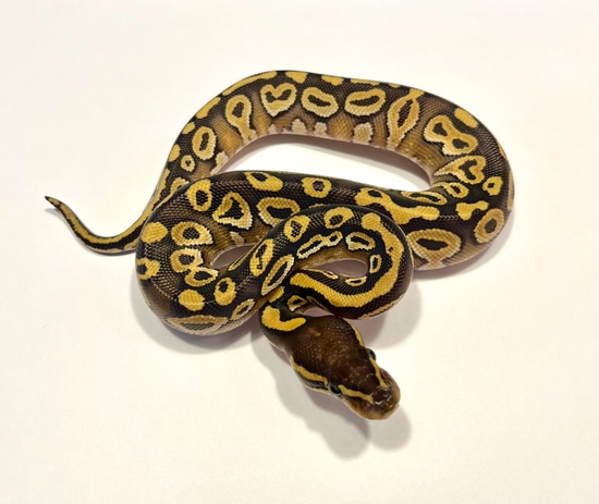 Mojave Het Monsoon Female Ball Python by Dave Green Reptiles