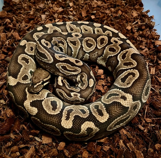 Special Het Monsoon Proven Breeder Female Ball Python by Dave Green ...