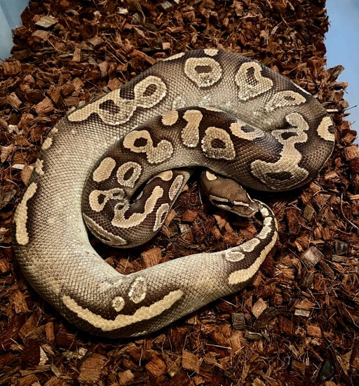 Calico Mojave Het Monsoon Proven Breeder Female Ball Python by Dave ...