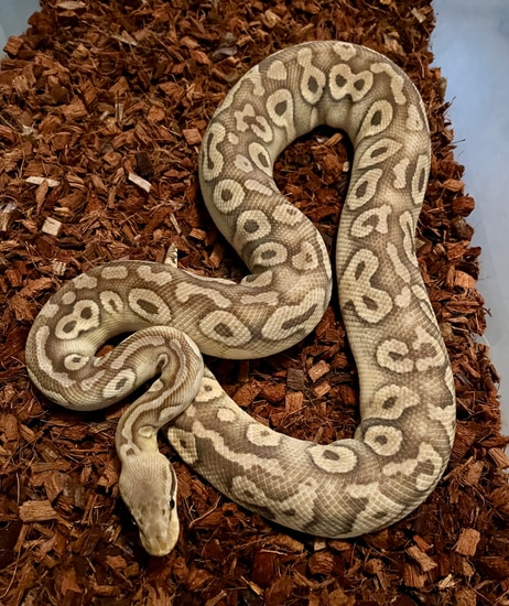 Mojave Super Pastel Het Monsoon Proven Breeder Female Ball Python by ...