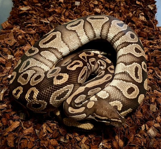 Mojave Het Monsoon Proven Breeder Female Ball Python by Dave Green Reptiles