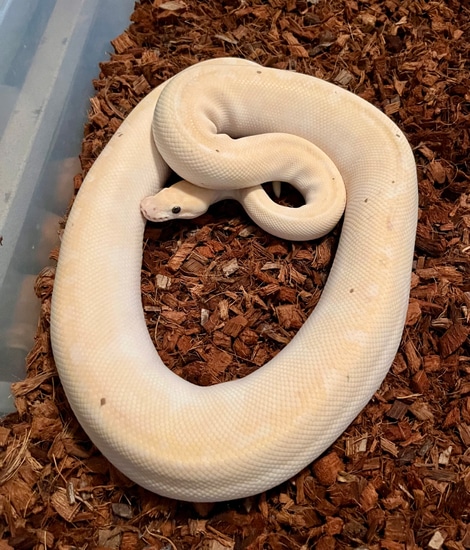 Super Special Het Monsoon Proven Breeder Female Ball Python by Dave ...