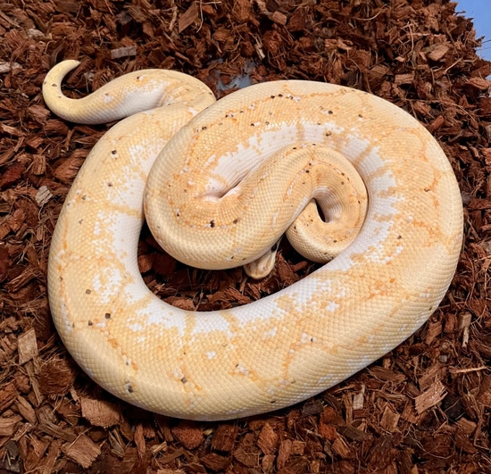 Banana Spider Het Monsoon Proven Breeder Female Ball Python by Dave ...