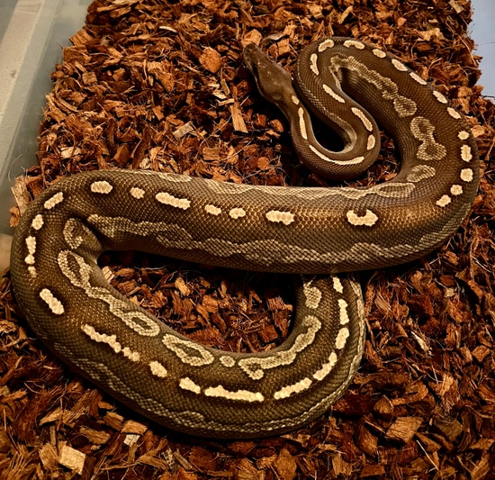 Cinnamon Mojave Het Monsoon Female Ball Python by Dave Green Reptiles