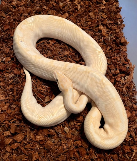 Crystal Spider Het Monsoon Female Ball Python by Dave Green Reptiles