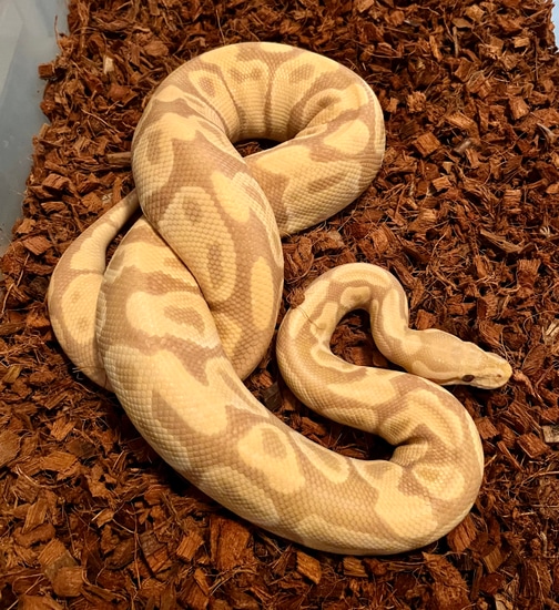 Candy Proven Breeder Female Ball Python by Dave Green Reptiles