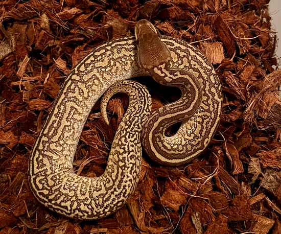 Mojave Monsoon Female Ball Python by Dave Green Reptiles